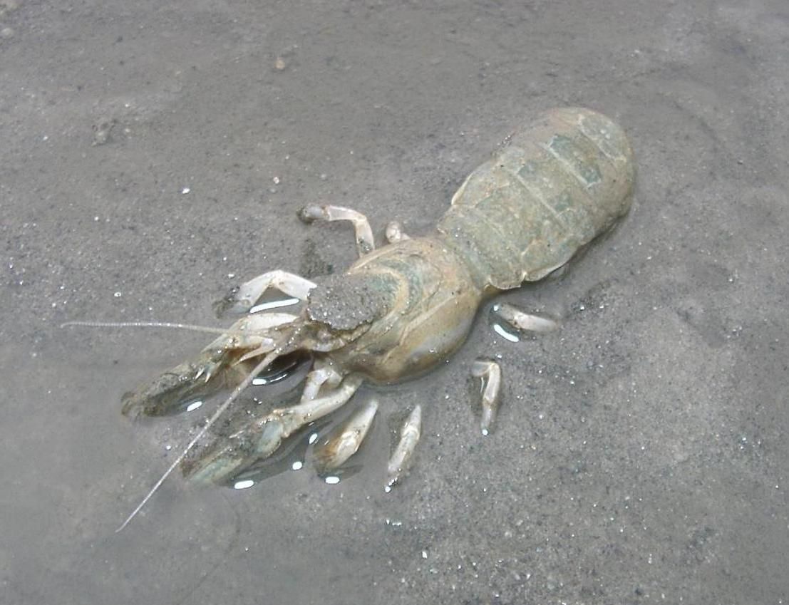 Life in the World of Mud - 藤前干潟を守る会HP